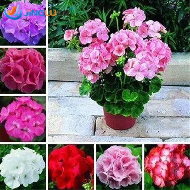 7PCS/Bag Geranium Seeds Pelargonium Flower Seeds Novelty Plants For ...